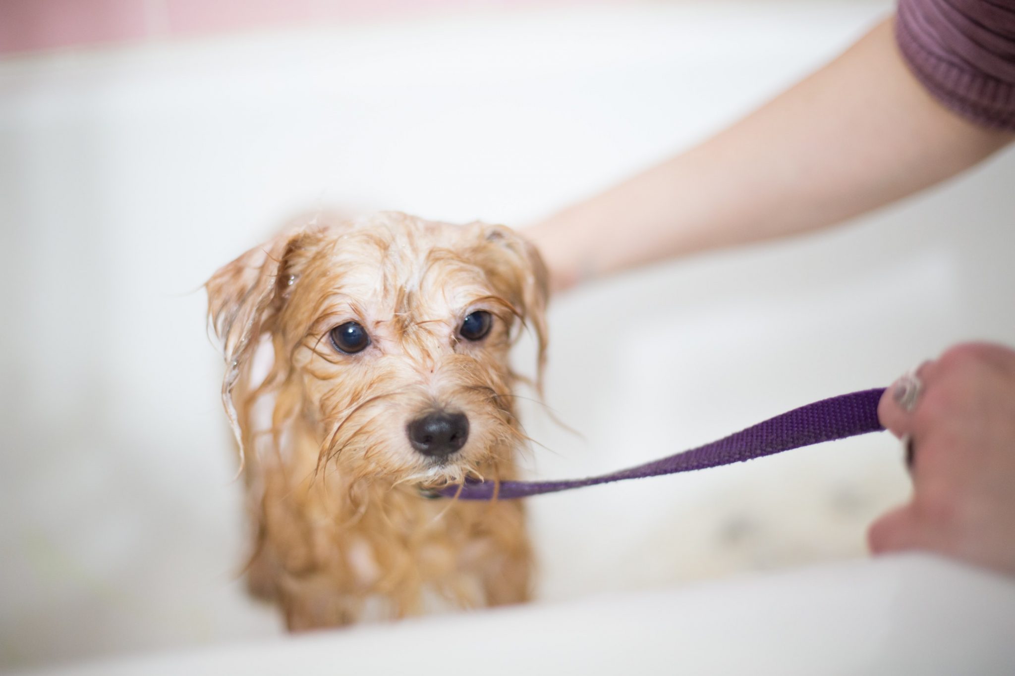 is-your-pup-having-anxiety-going-to-the-groomers-the-puppy-pad